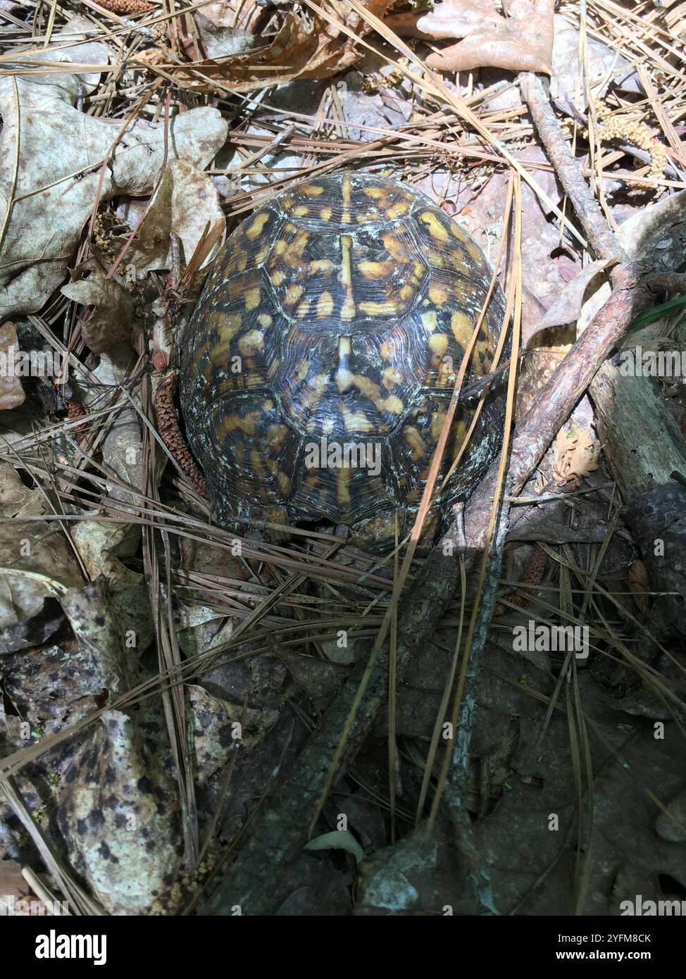 Eastern Box Turtle (Terrapene carolina carolina Stock Photo - Alamy