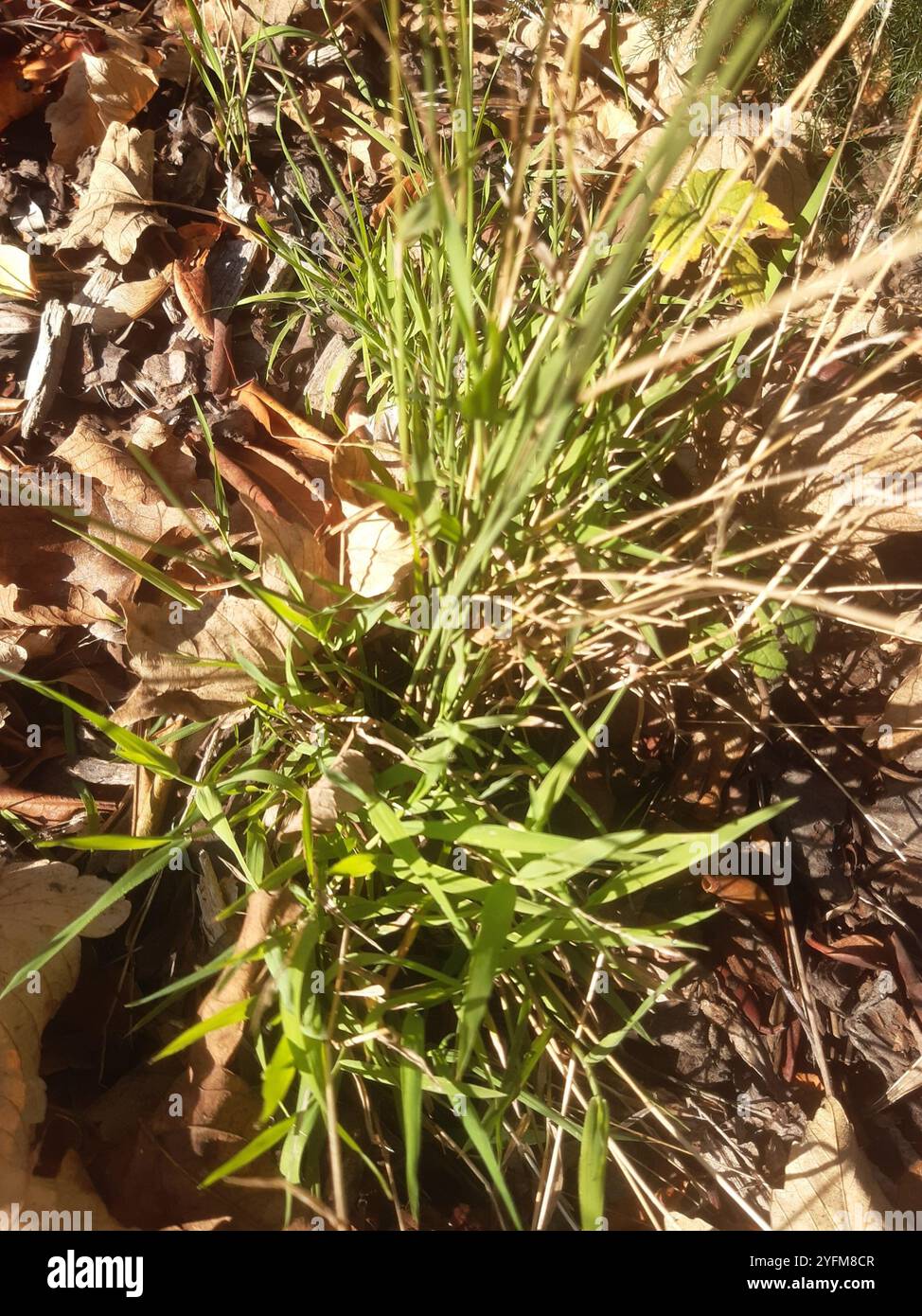 panic veldtgrass (Ehrharta erecta Stock Photo - Alamy