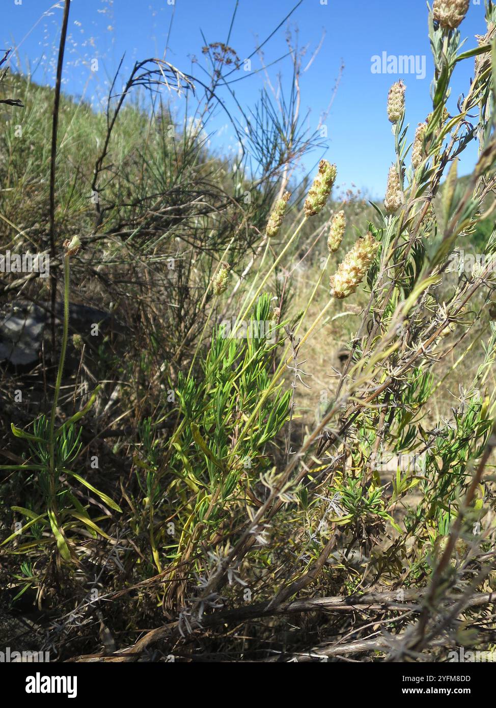 Yellow Lavender (Lavandula viridis Stock Photo - Alamy