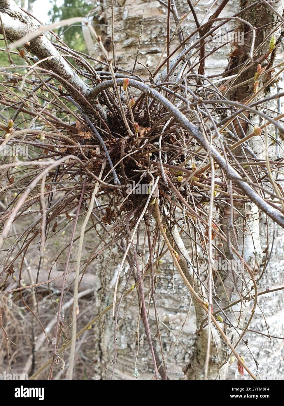Birch Witch's-broom (Taphrina betulina Stock Photo - Alamy