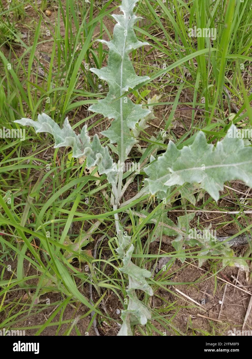 wavyleaf thistle (Cirsium undulatum Stock Photo - Alamy