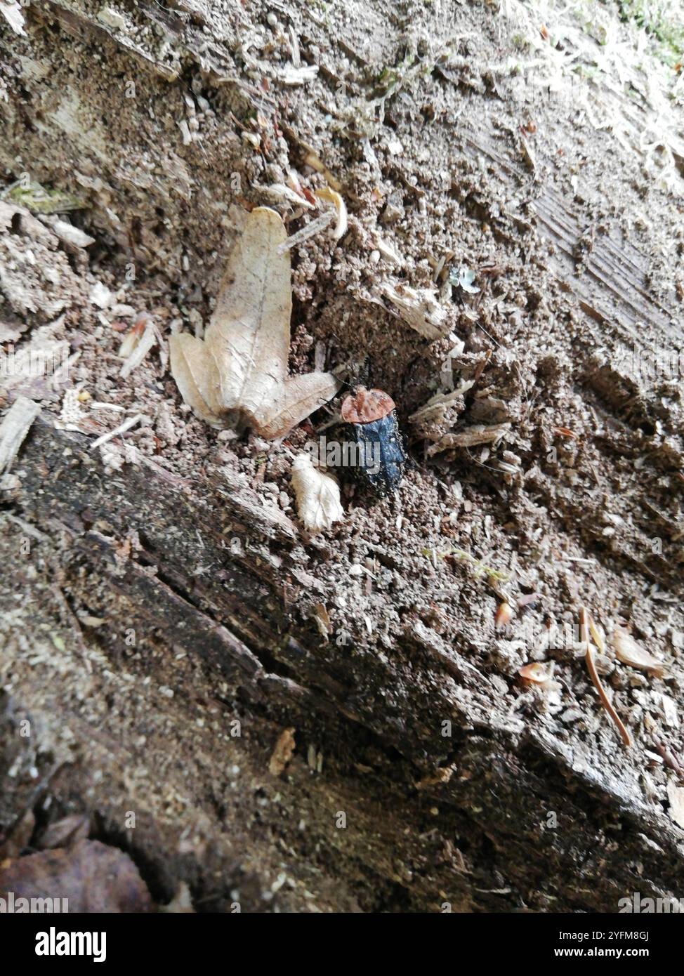 Red-breasted Carrion Beetle (Oiceoptoma thoracicum Stock Photo - Alamy
