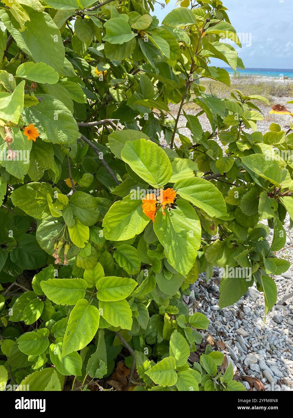 Scarlet Cordia (Cordia sebestena Stock Photo - Alamy