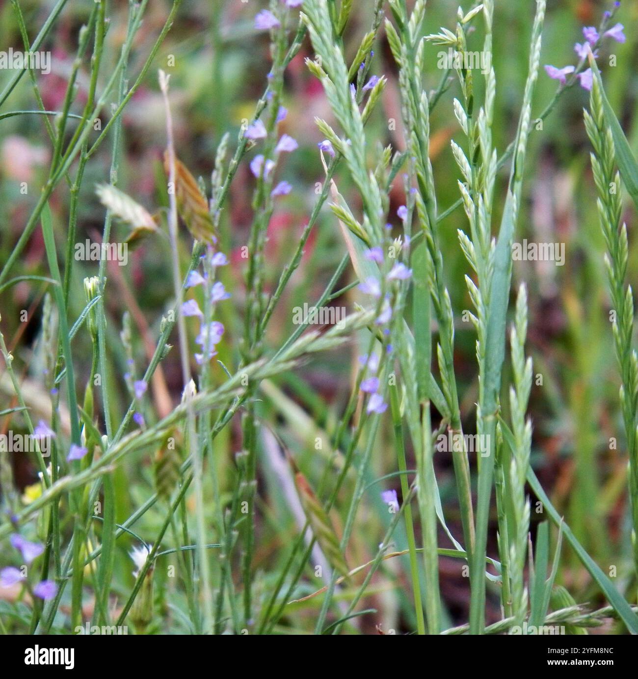 Texas vervain (Verbena halei Stock Photo - Alamy