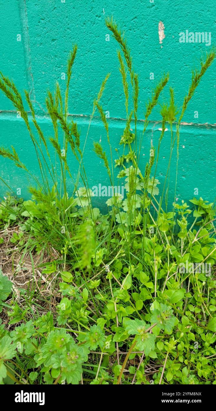 sweet vernal grass (Anthoxanthum odoratum Stock Photo - Alamy