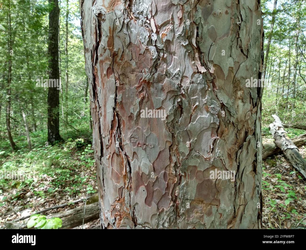 red pine (Pinus resinosa Stock Photo - Alamy