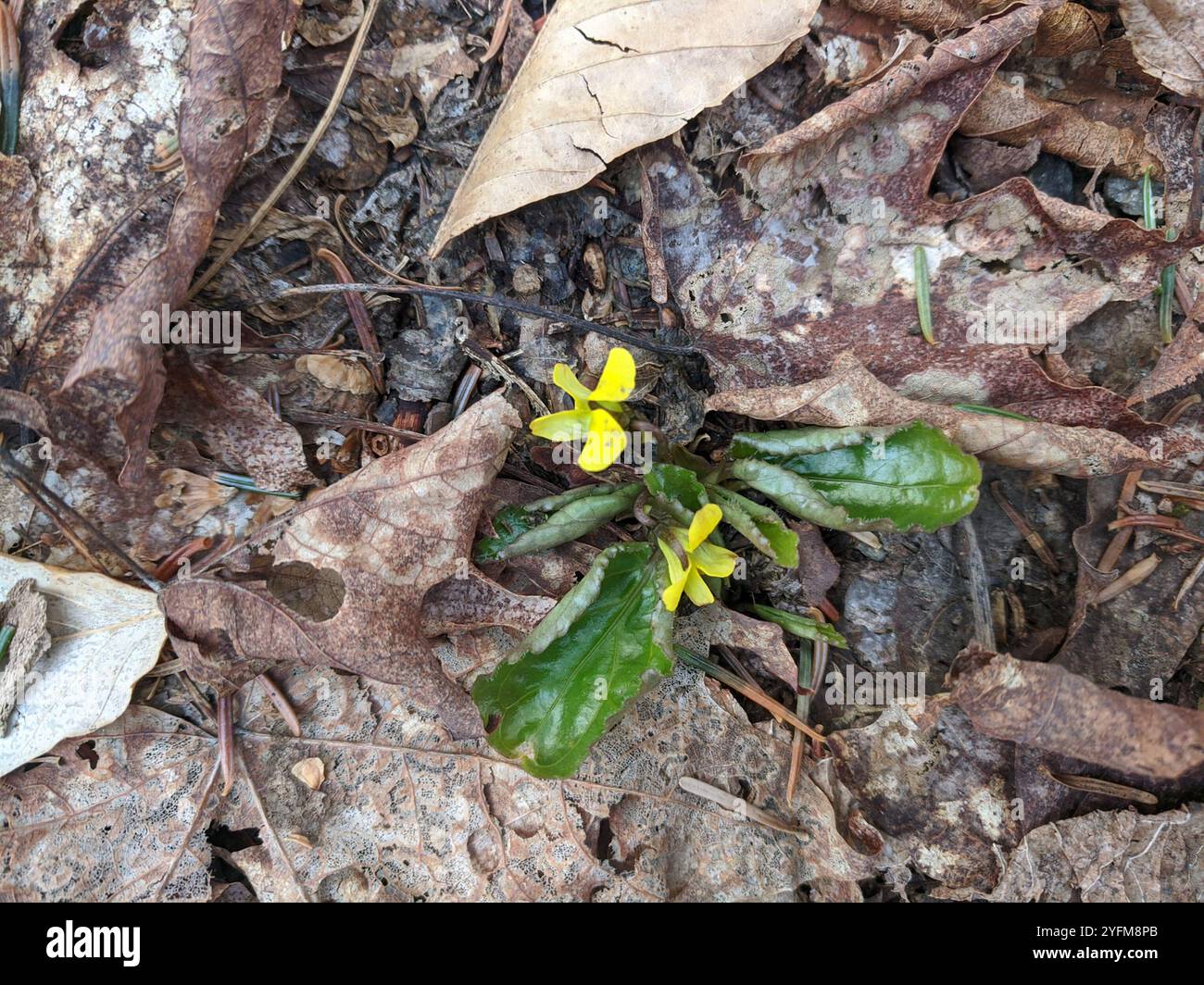Viola rotundifolia hi-res stock photography and images - Alamy