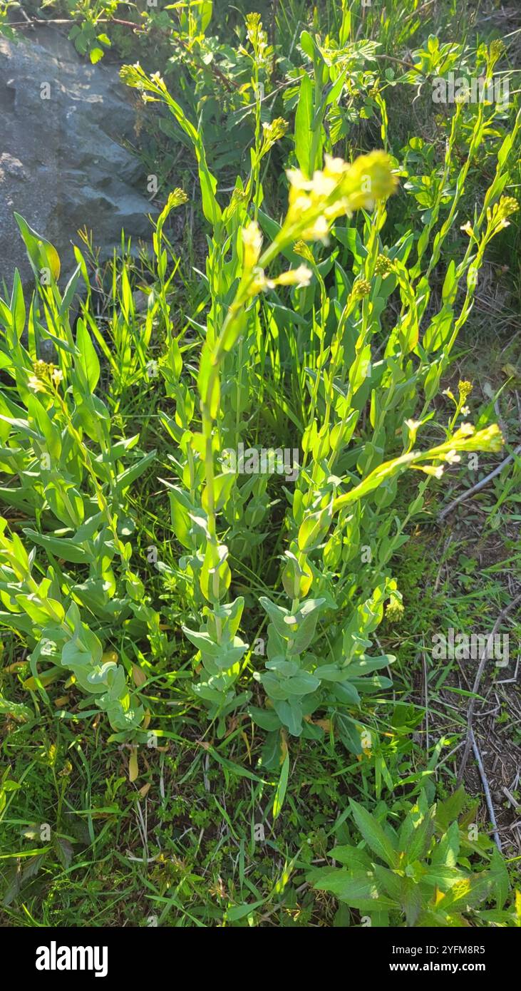Tower Mustard (Turritis glabra Stock Photo - Alamy