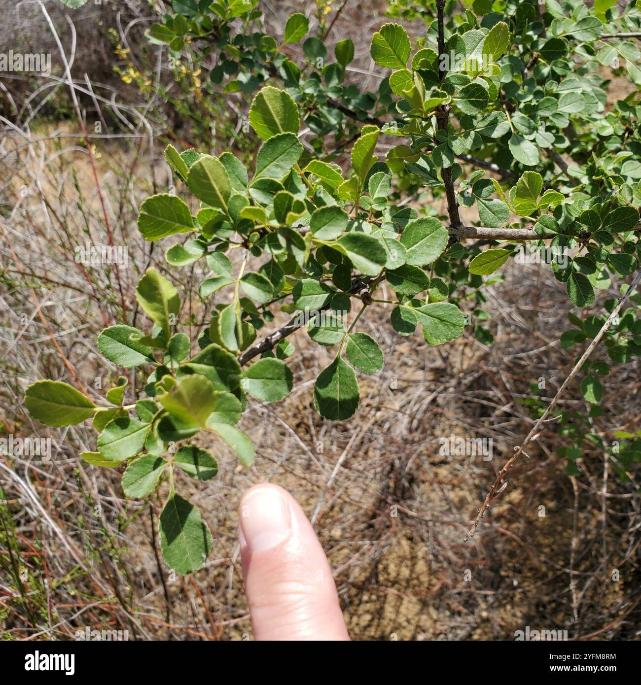California Ash (Fraxinus dipetala Stock Photo - Alamy