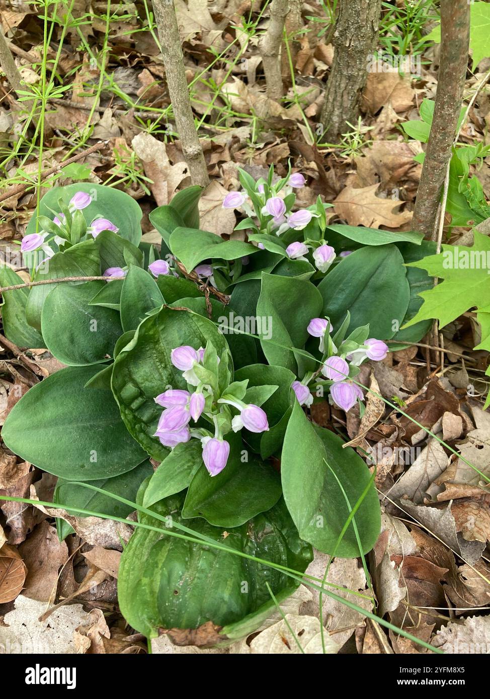 showy orchis (Galearis spectabilis Stock Photo - Alamy