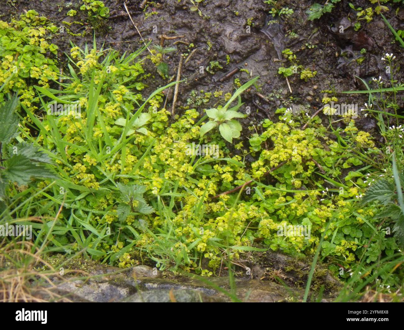 Opposite-leaved Golden-saxifrage (Chrysosplenium oppositifolium Stock ...