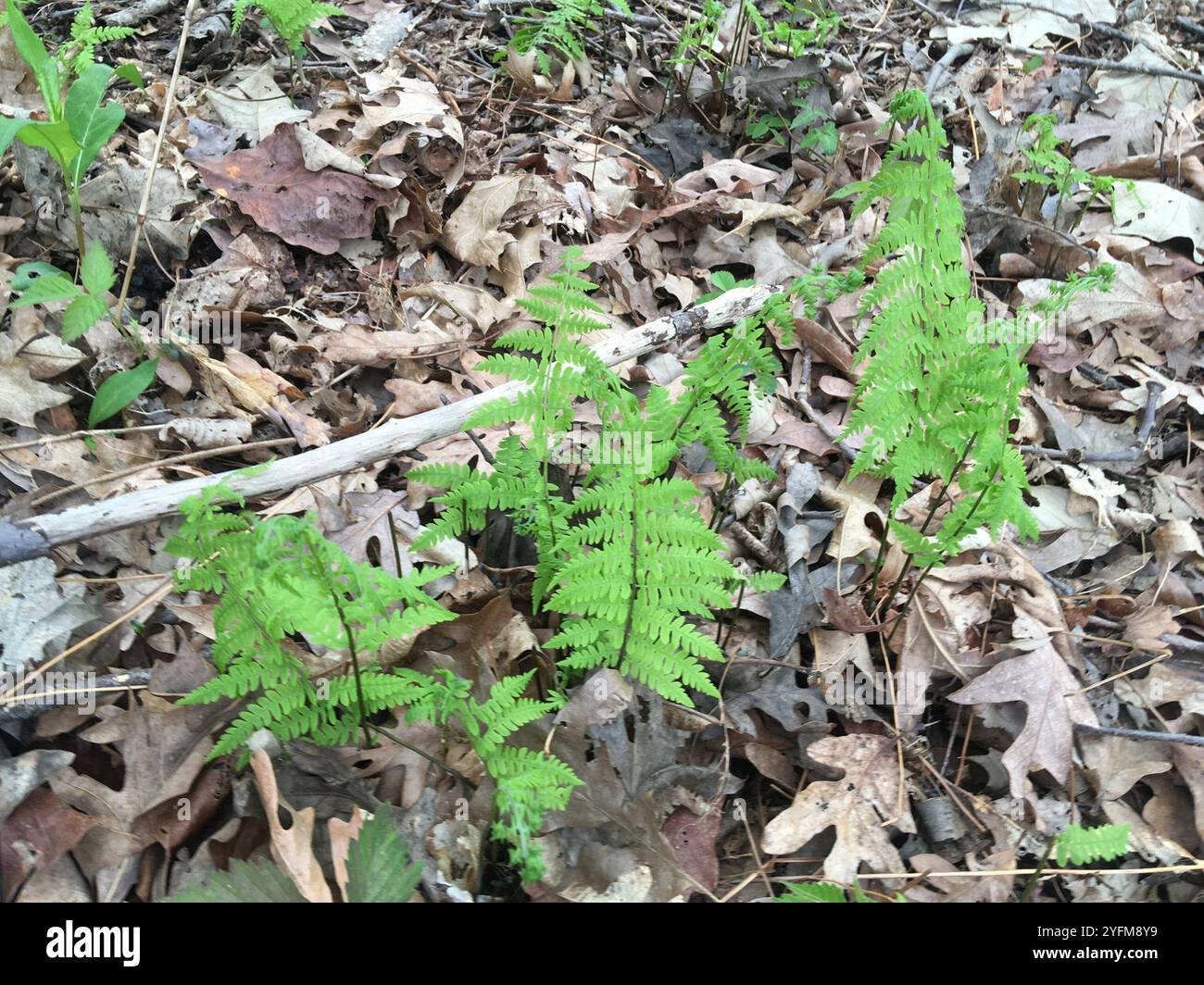 Eastern American marsh fern (Thelypteris palustris pubescens Stock ...