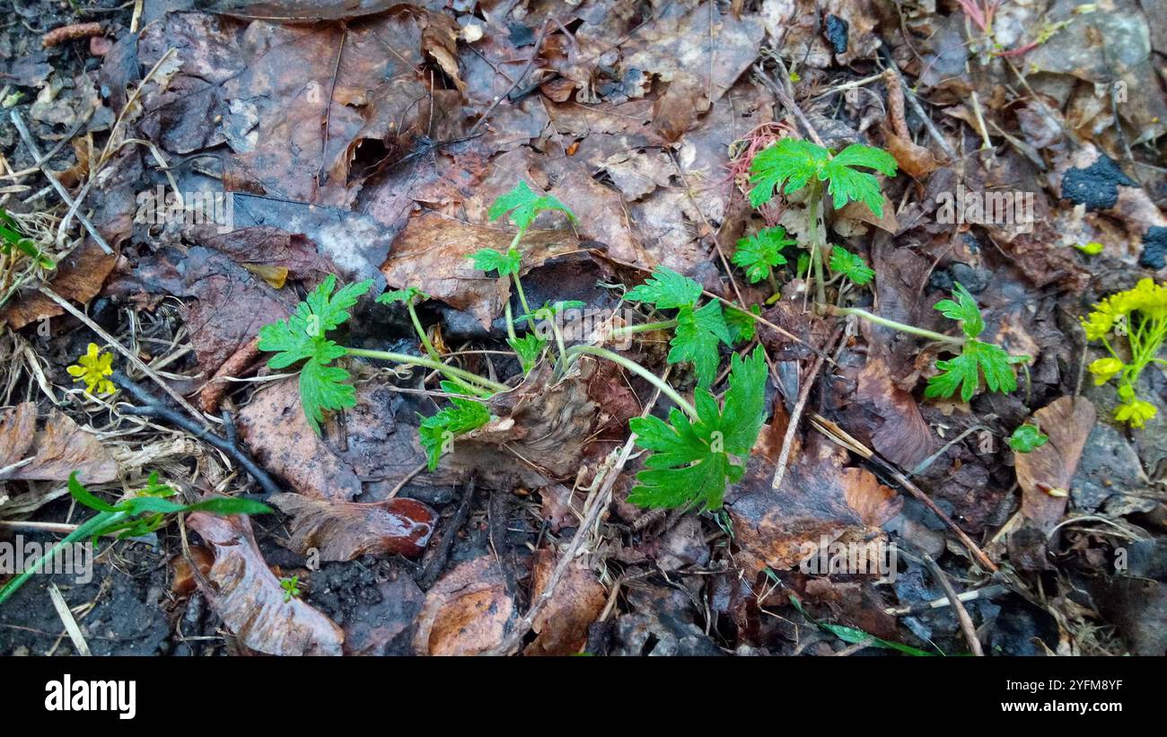 Siberian Crane's-bill (Geranium sibiricum Stock Photo - Alamy