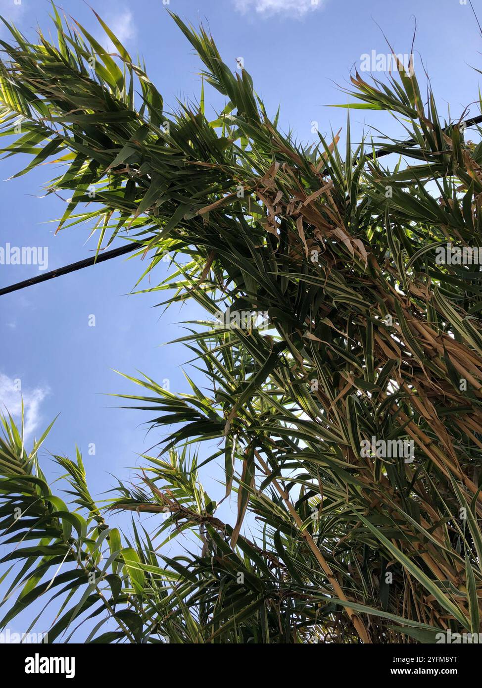 giant reed (Arundo donax Stock Photo - Alamy