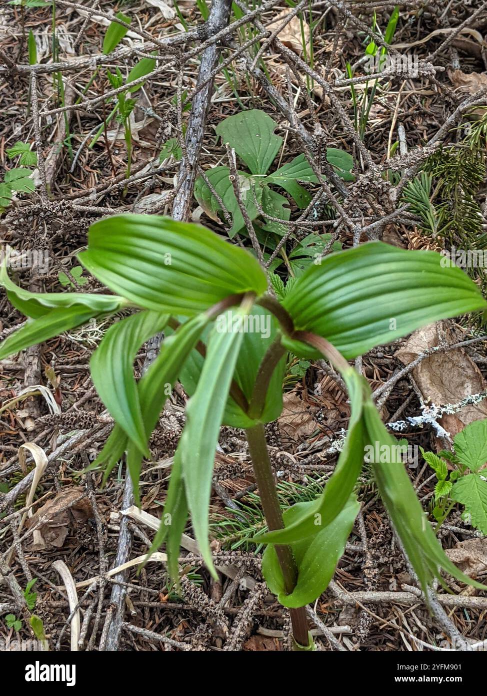 rose twisted-stalk (Streptopus lanceolatus Stock Photo - Alamy