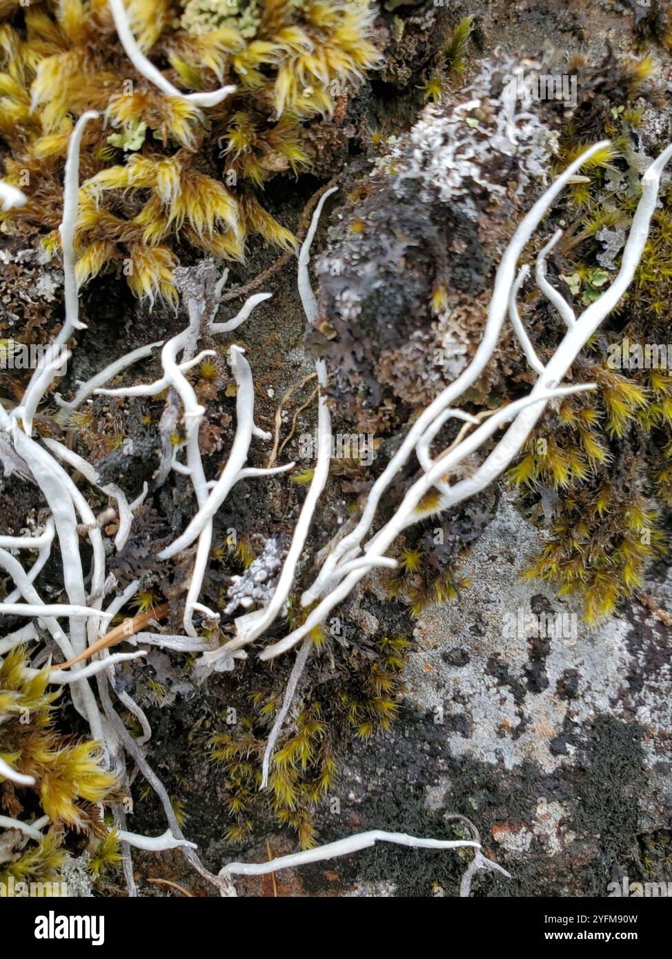 (Thamnolia vermicularis vermicularis Stock Photo - Alamy