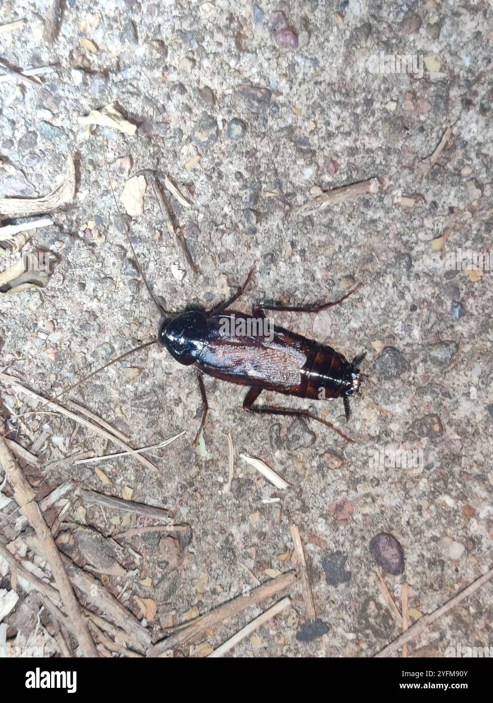 Oriental Cockroach (Blatta orientalis Stock Photo - Alamy
