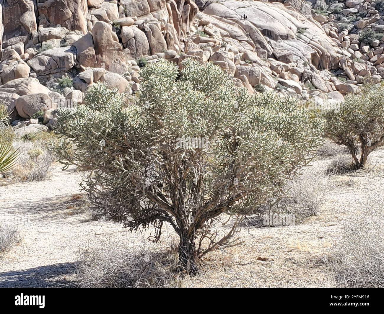 Branched Pencil Cholla (Cylindropuntia ramosissima Stock Photo - Alamy