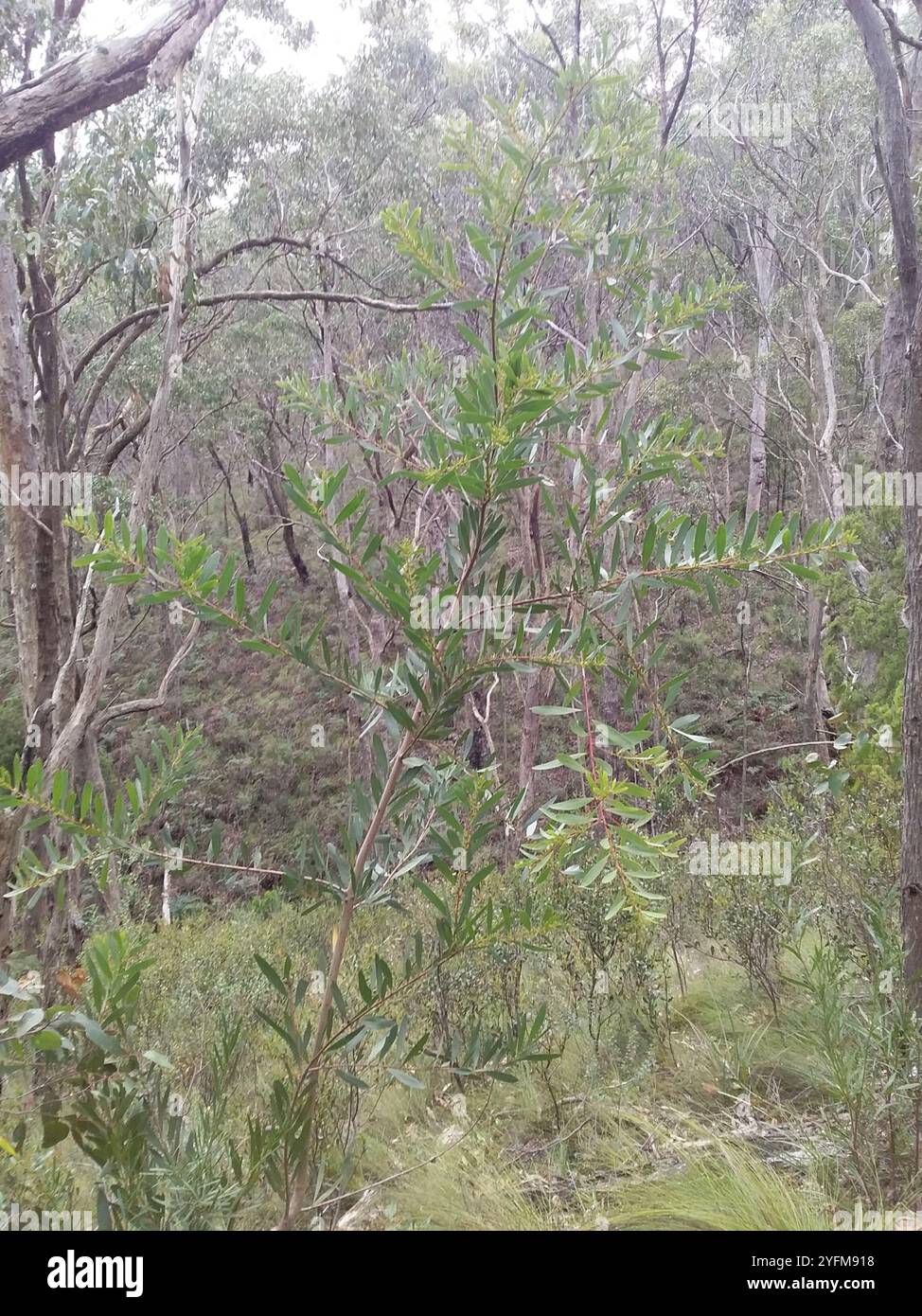 Golden Rods (Acacia longifolia longifolia Stock Photo - Alamy