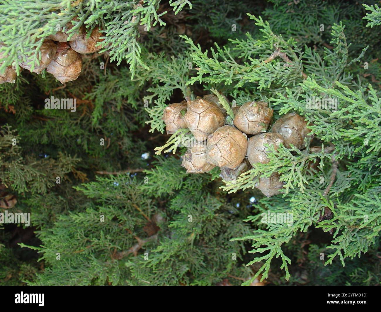 Mediterranean cypress (Cupressus sempervirens Stock Photo - Alamy