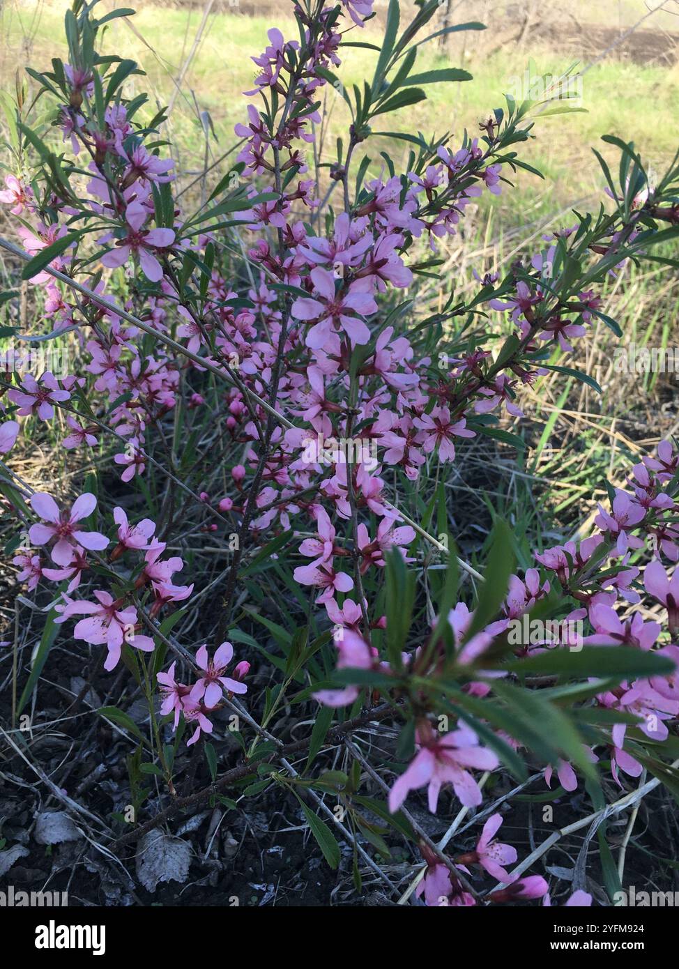Dwarf Russian Almond (Prunus tenella Stock Photo - Alamy