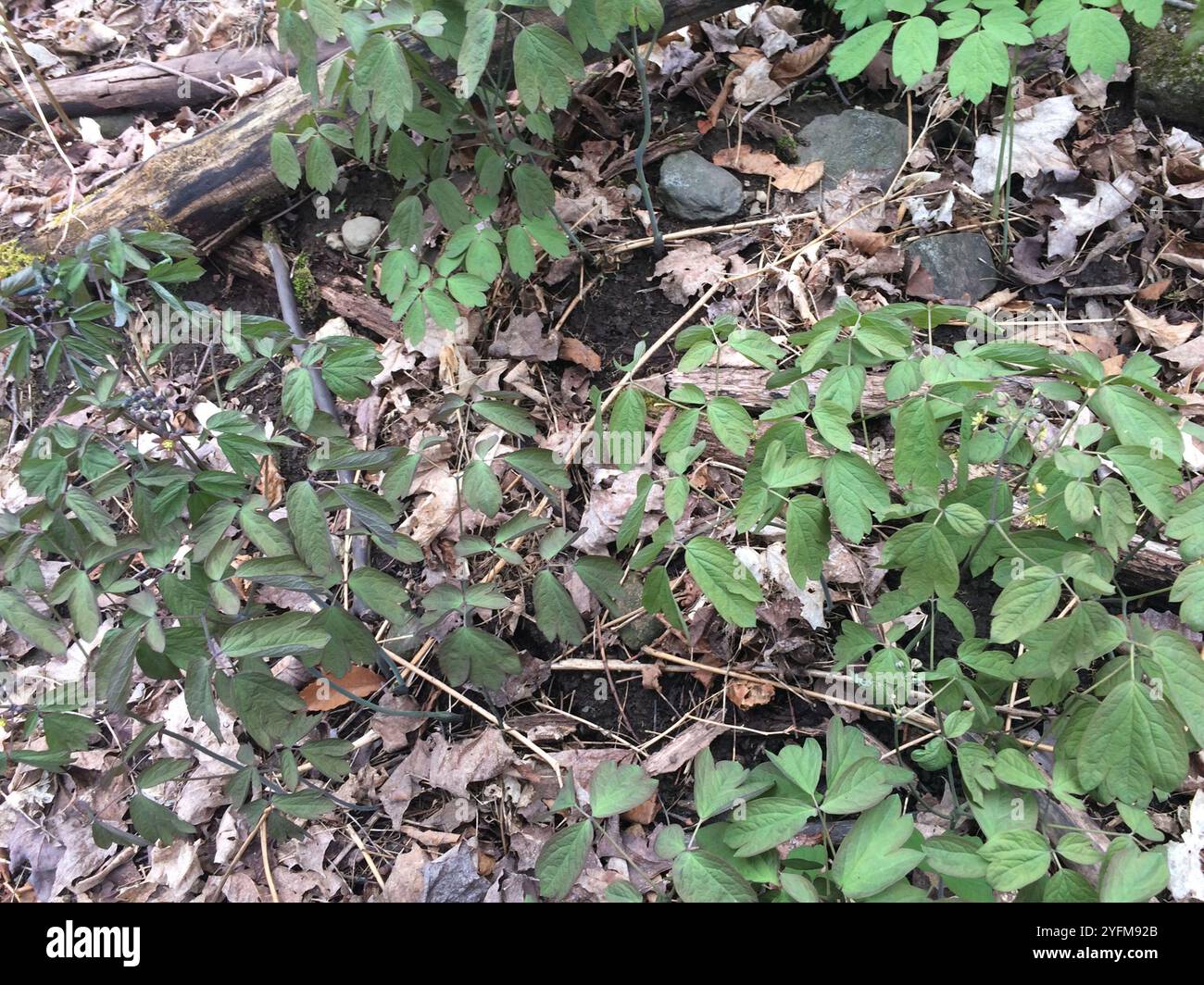 early blue cohosh (Caulophyllum giganteum Stock Photo - Alamy