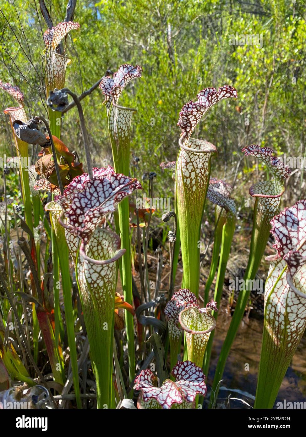 white pitcher plant (Sarracenia leucophylla Stock Photo - Alamy