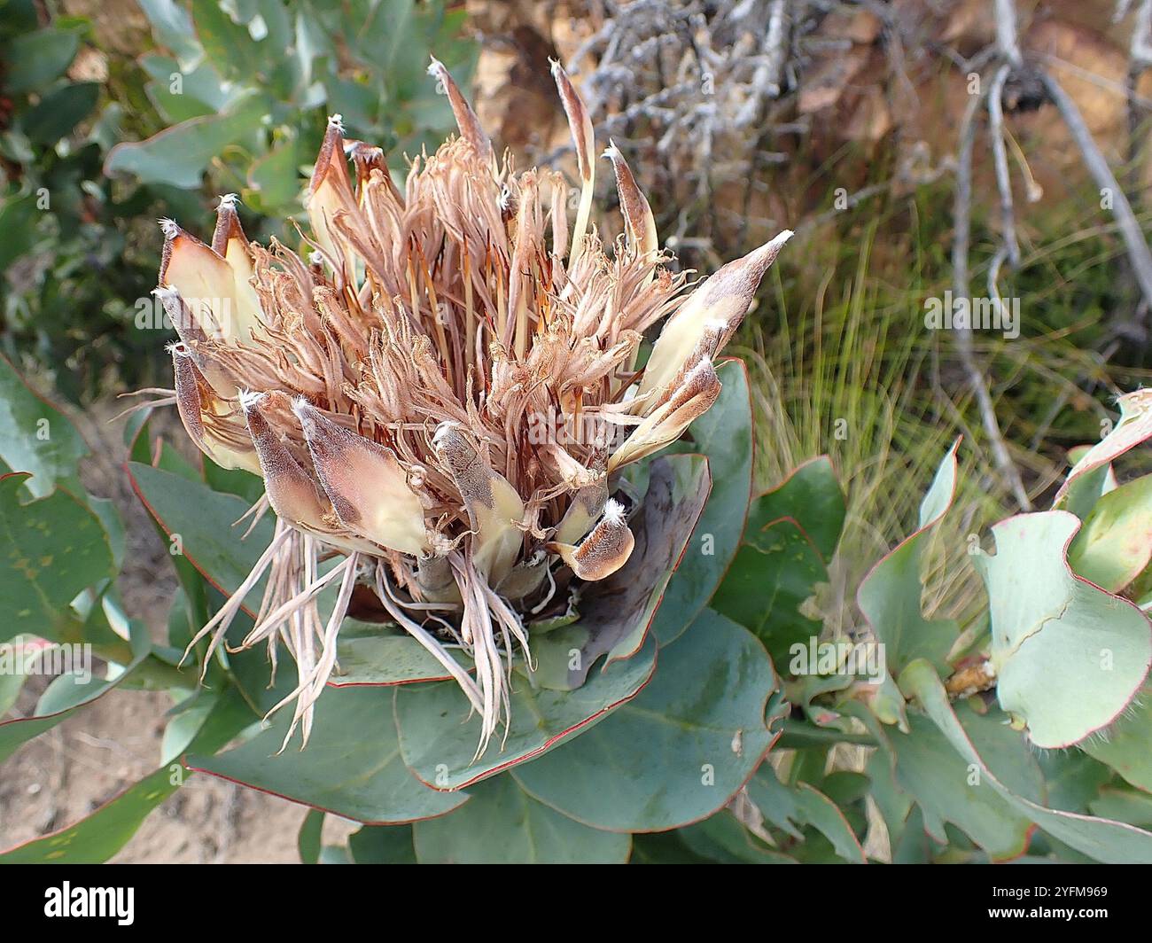 Broad leaved sugarbush hi-res stock photography and images - Alamy