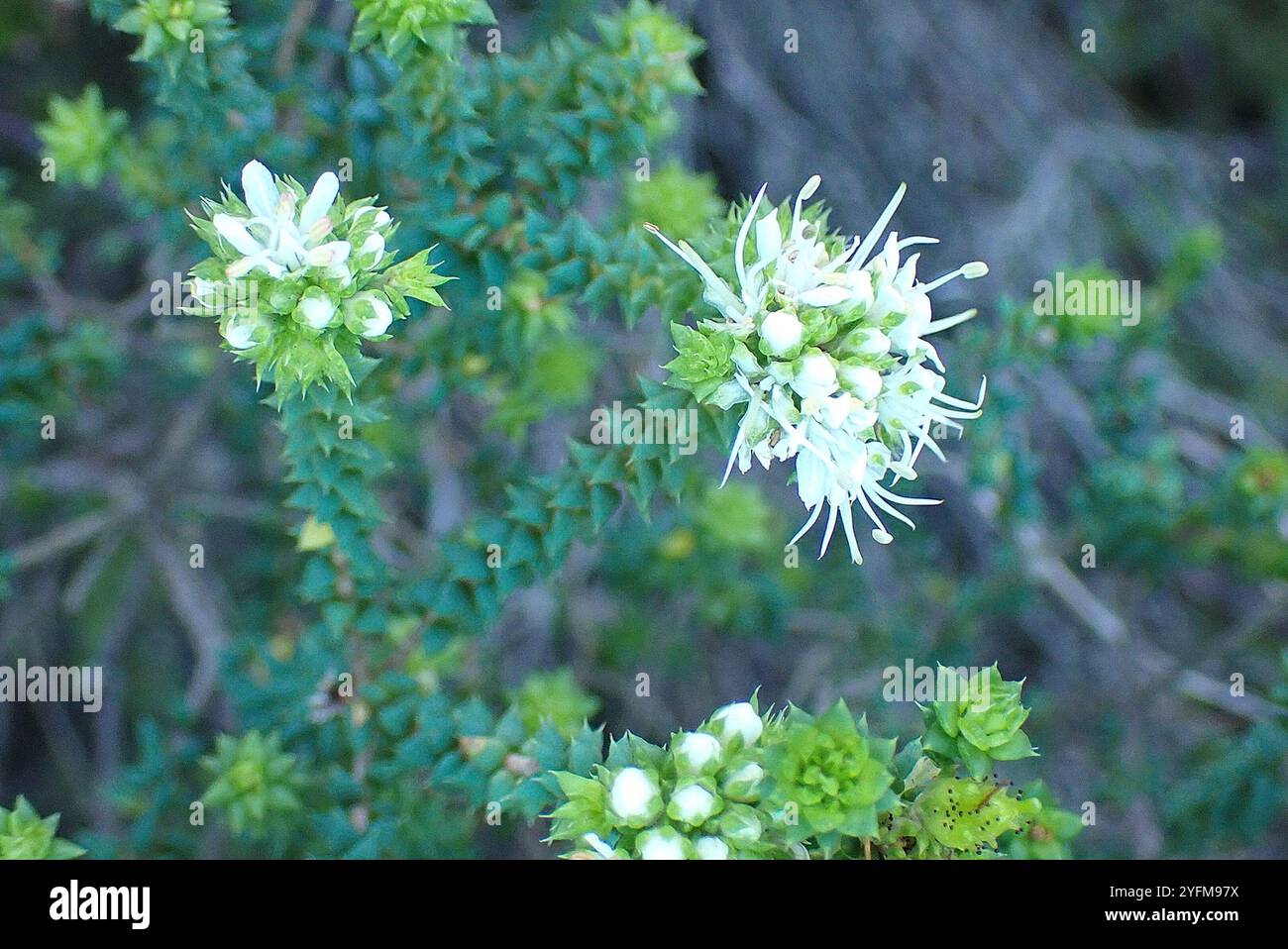Garlic Buchu (Agathosma apiculata Stock Photo - Alamy