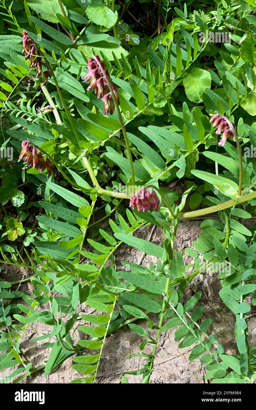 giant vetch (Vicia gigantea Stock Photo - Alamy