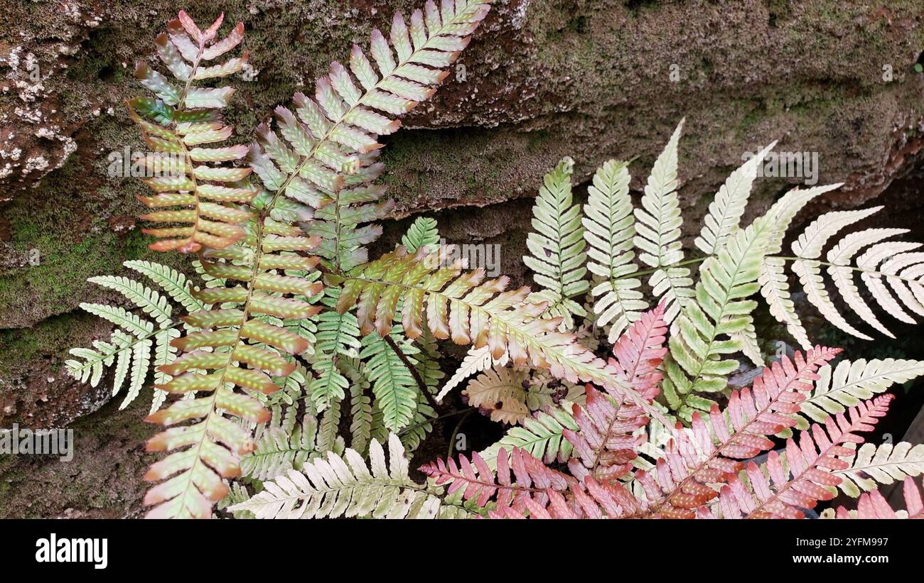 wood ferns (Dryopteris Stock Photo - Alamy