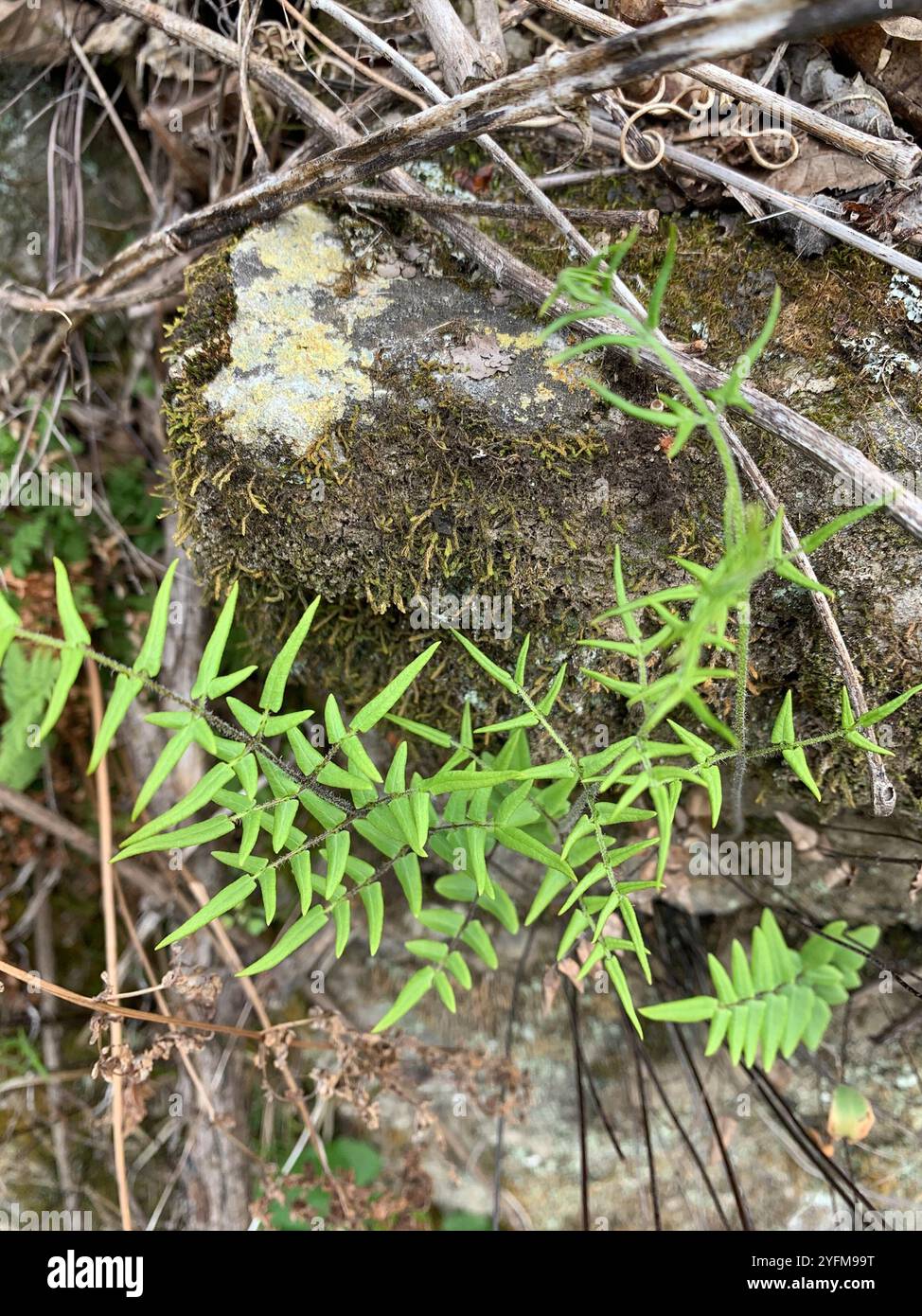 Pellaea atropurpurea hi-res stock photography and images - Alamy