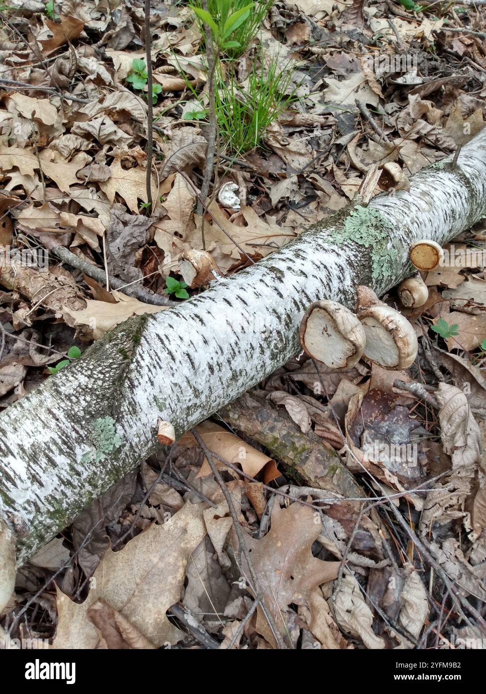 birch polypore (Fomitopsis betulina Stock Photo - Alamy
