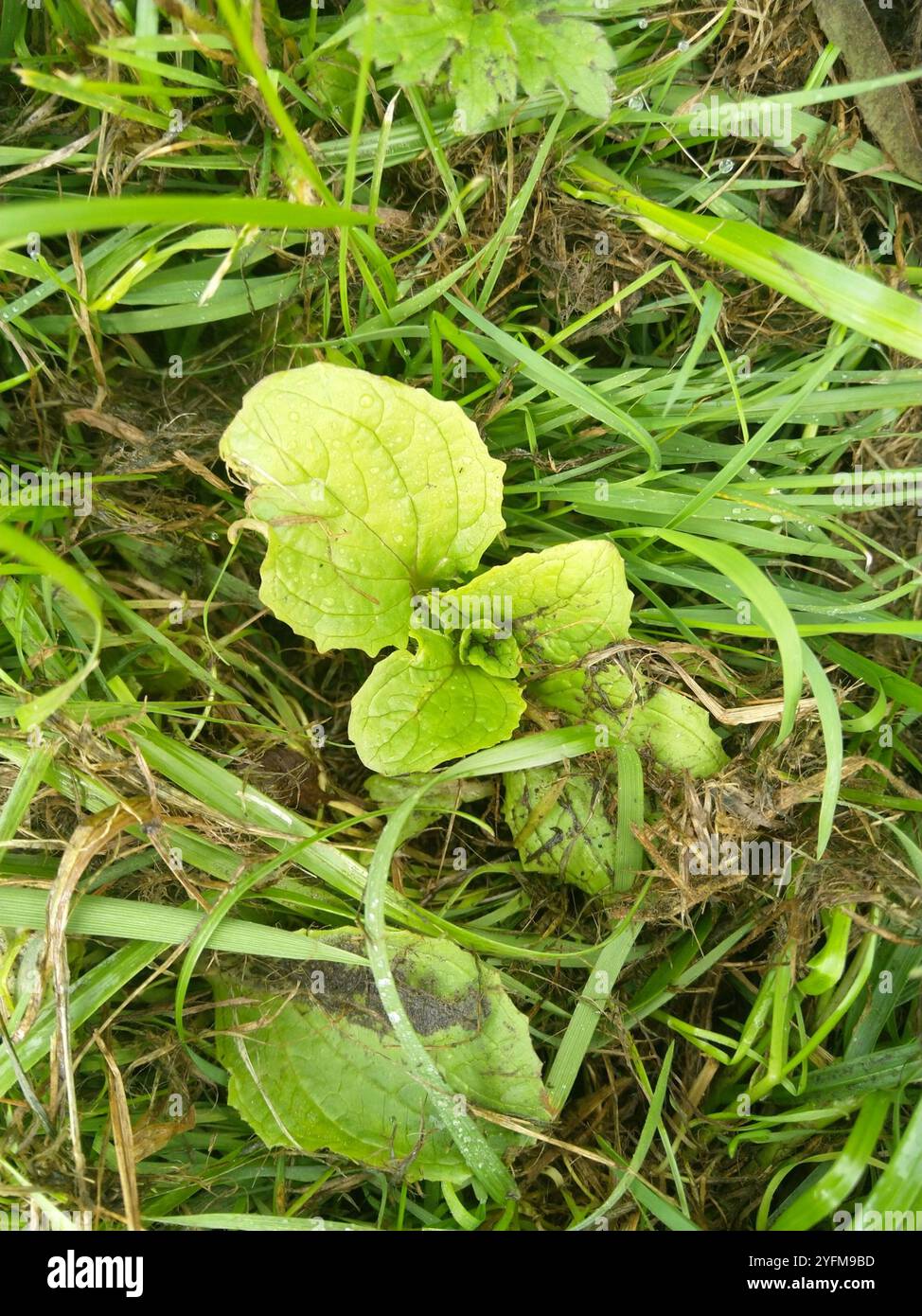 Erythranthe moschata hi-res stock photography and images - Alamy