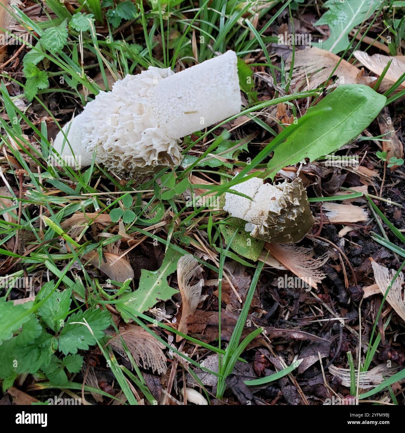 dune stinkhorn (Phallus hadriani Stock Photo - Alamy