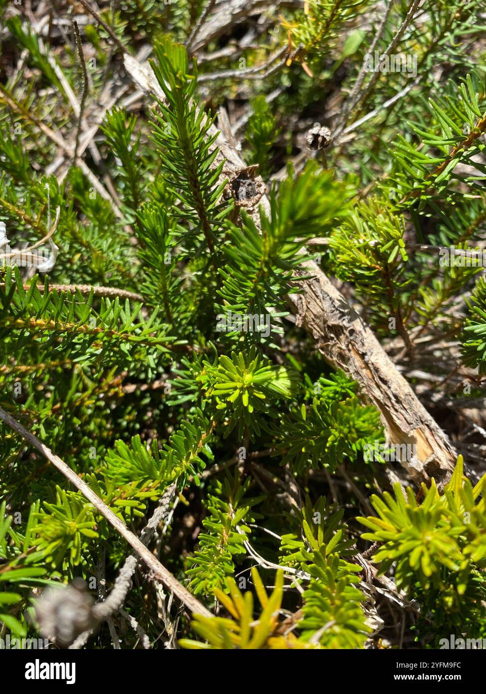 pink mountainheath (Phyllodoce empetriformis Stock Photo - Alamy
