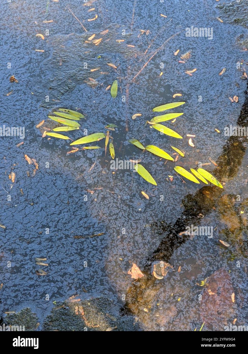 Longleaf Pondweed (Potamogeton nodosus Stock Photo - Alamy
