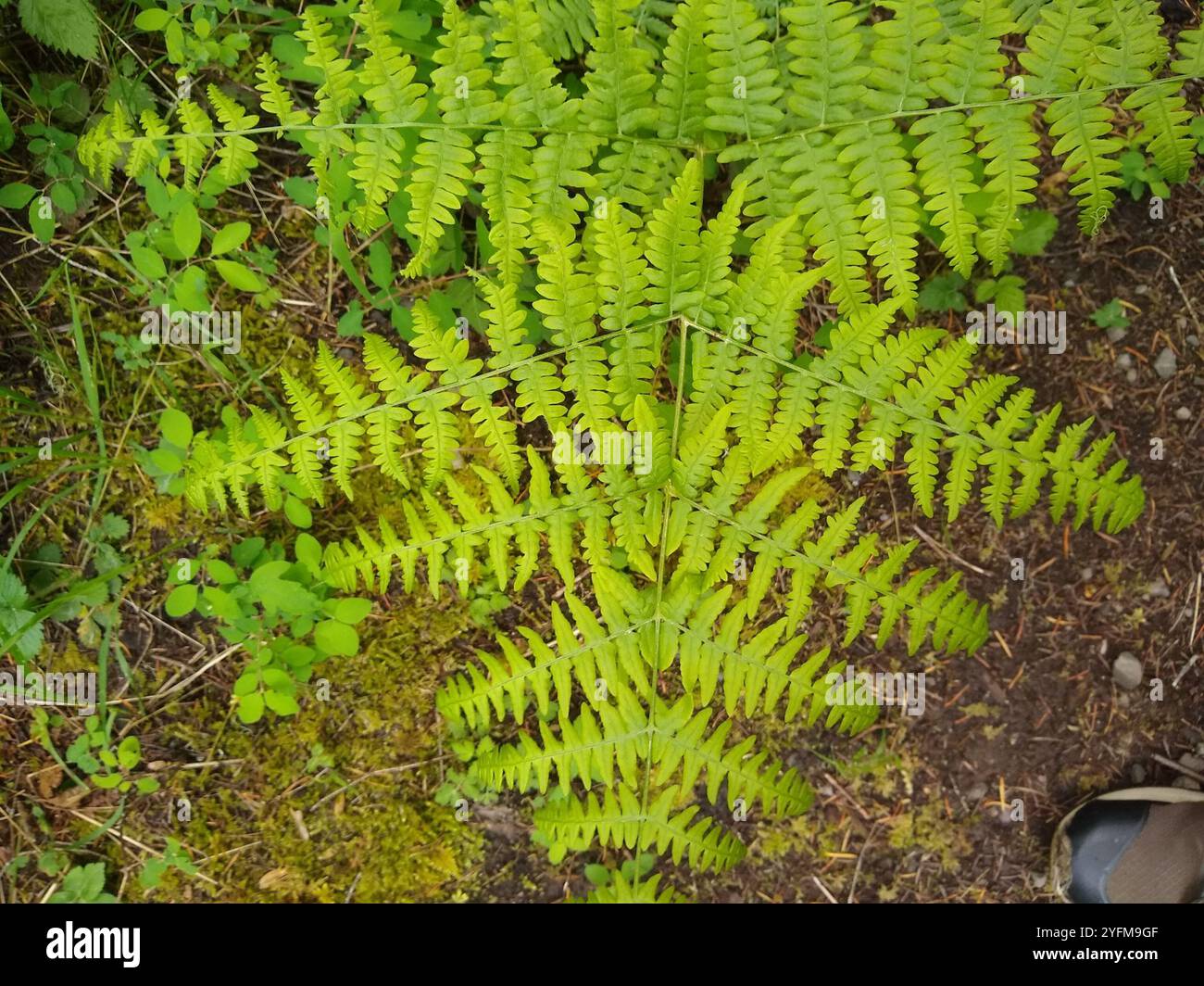 common bracken (Pteridium aquilinum Stock Photo - Alamy