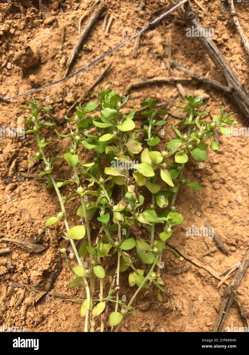Lysimachia minima hi-res stock photography and images - Alamy