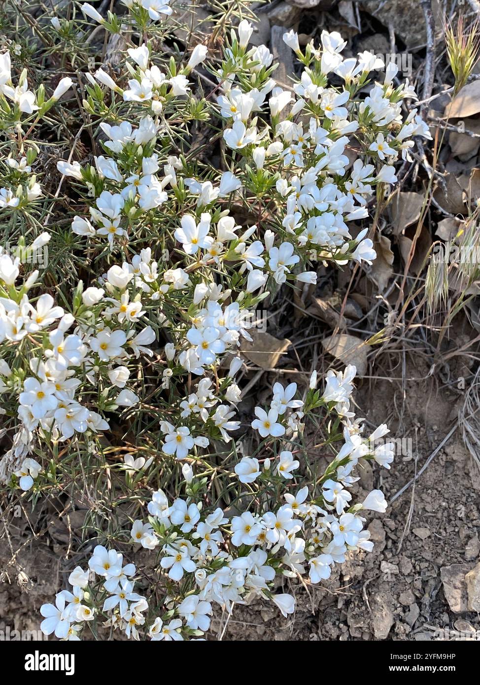 Many-flowered Linanthus (Leptosiphon floribundus Stock Photo - Alamy