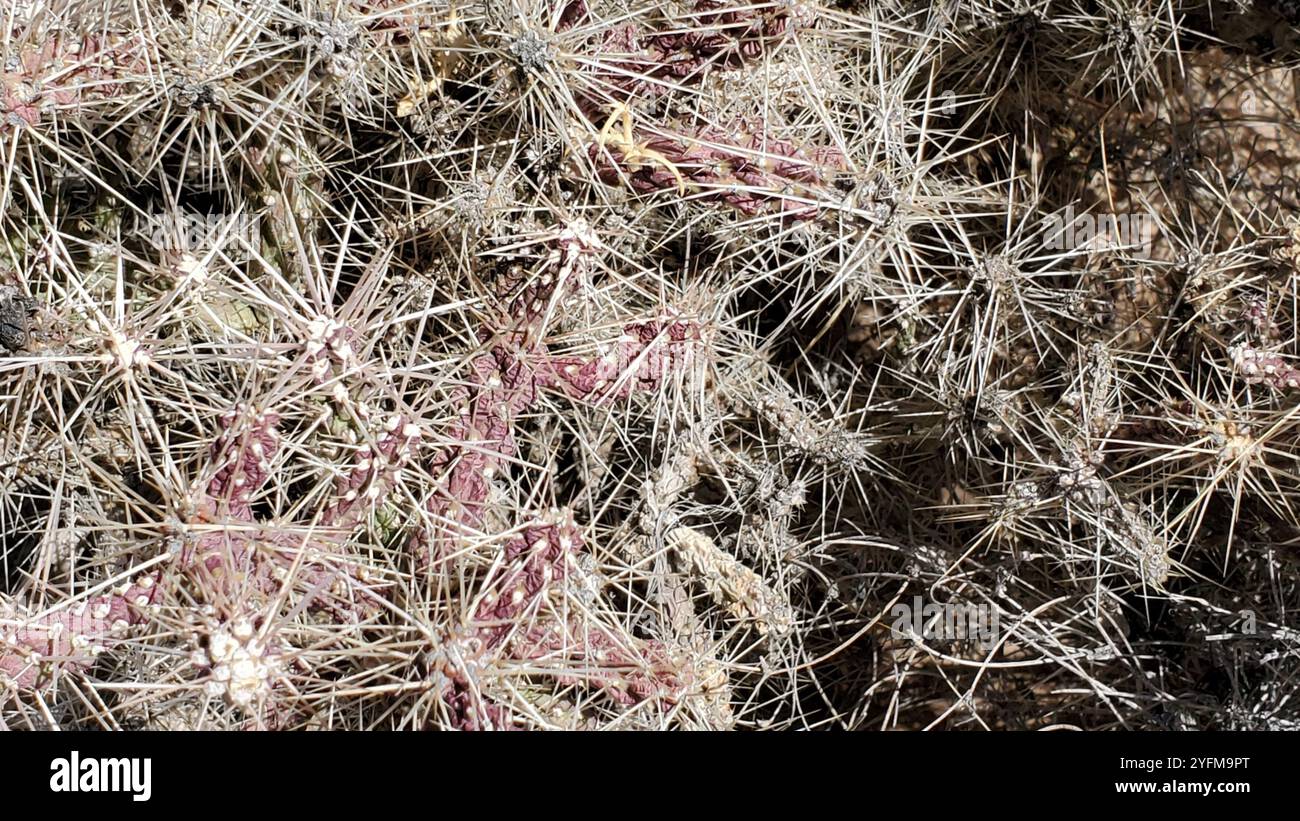Whipple Cholla (Cylindropuntia whipplei Stock Photo - Alamy