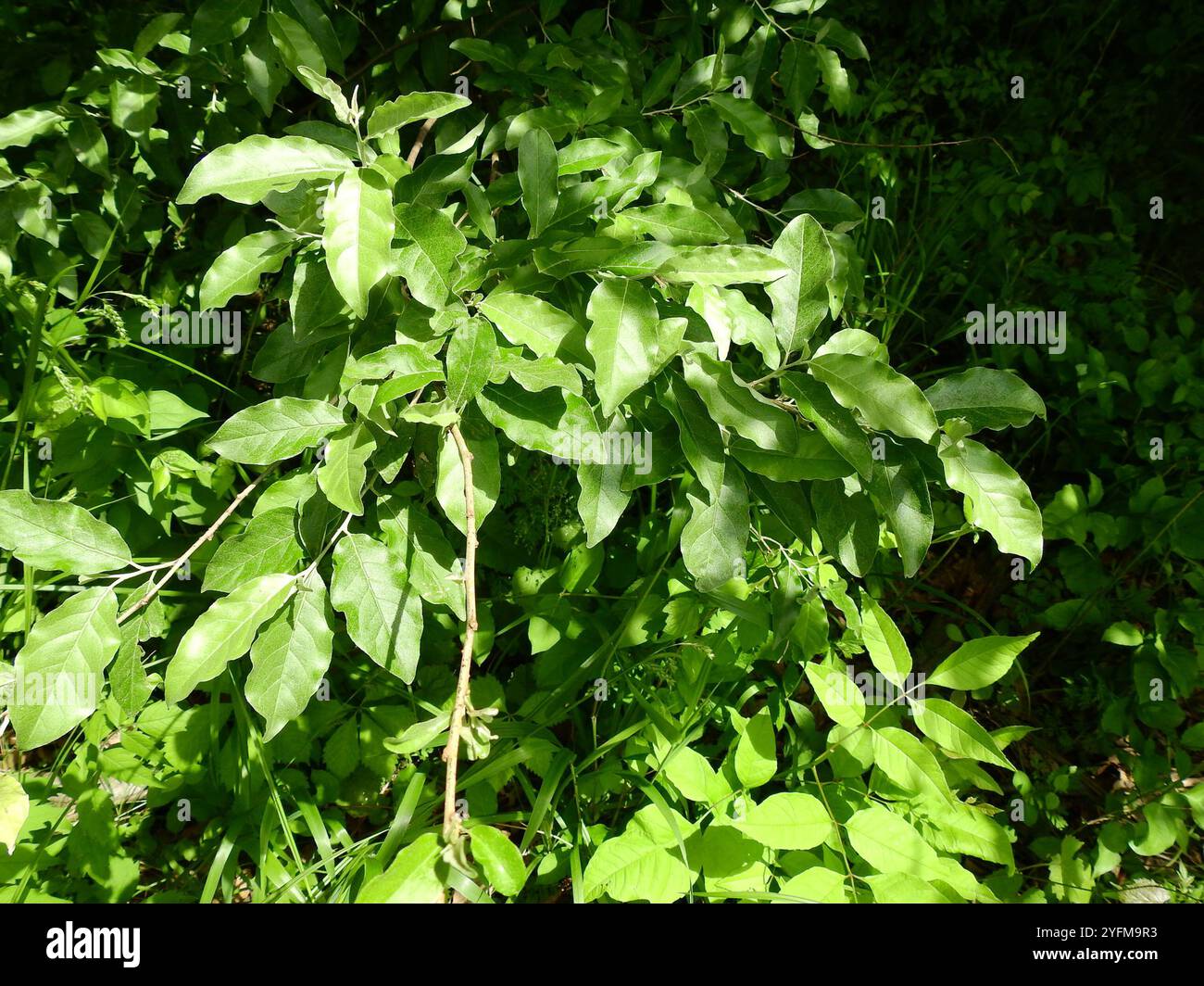 shingle oak (Quercus imbricaria Stock Photo - Alamy
