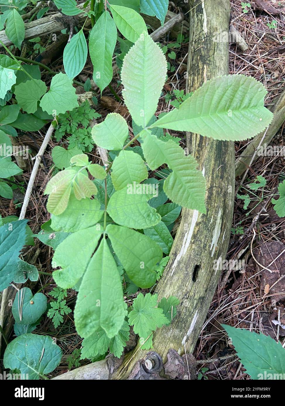 bitternut hickory (Carya cordiformis Stock Photo - Alamy