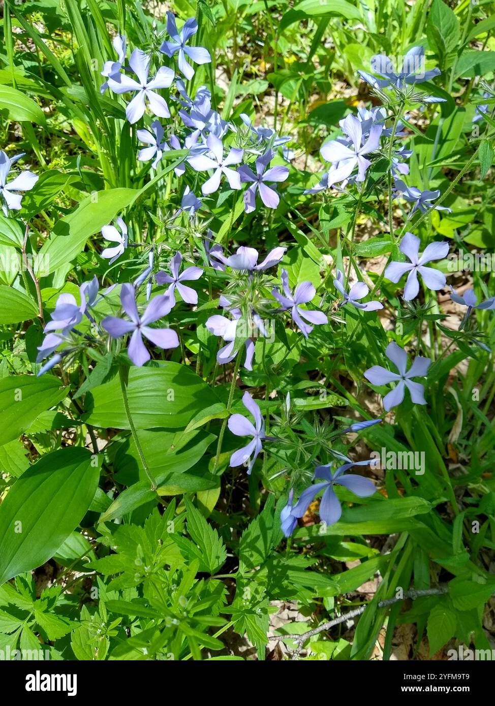blue phlox (Phlox divaricata Stock Photo - Alamy
