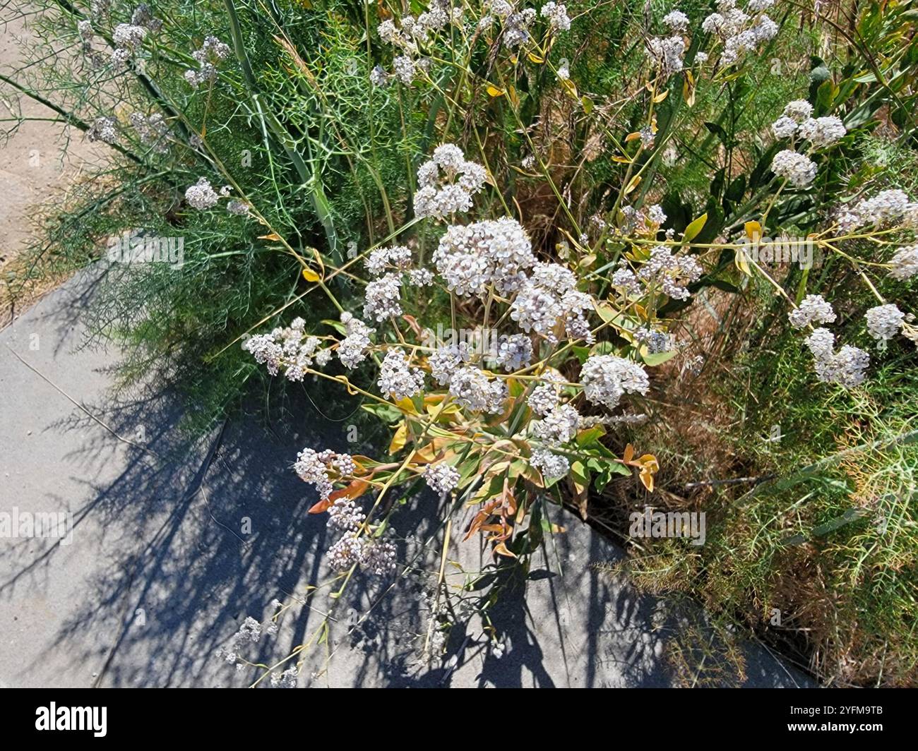 broadleaved pepperweed (Lepidium latifolium Stock Photo - Alamy