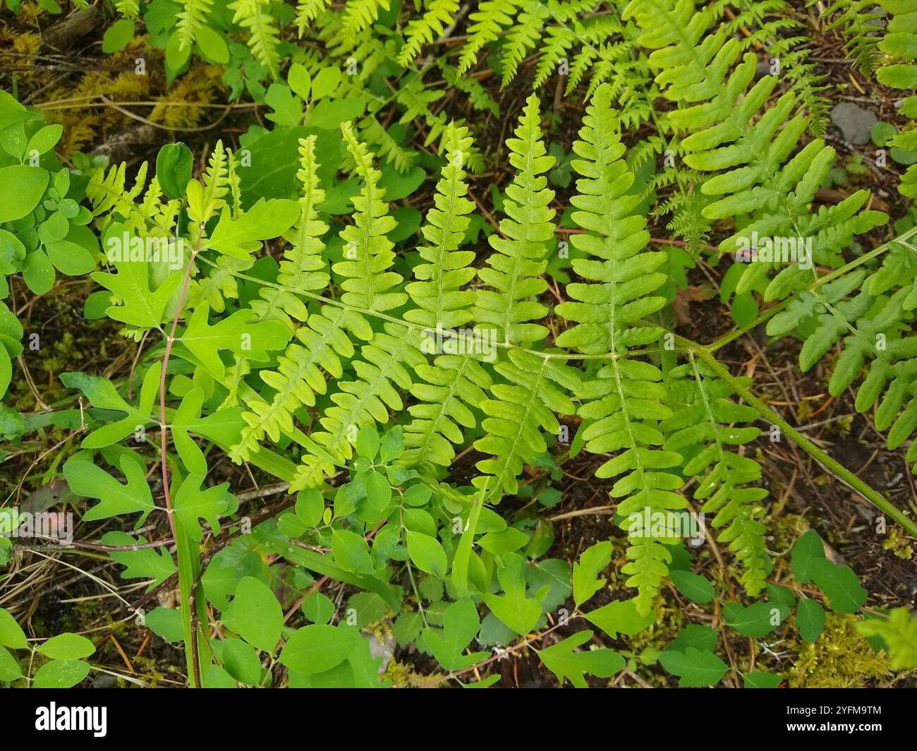 common bracken (Pteridium aquilinum Stock Photo - Alamy