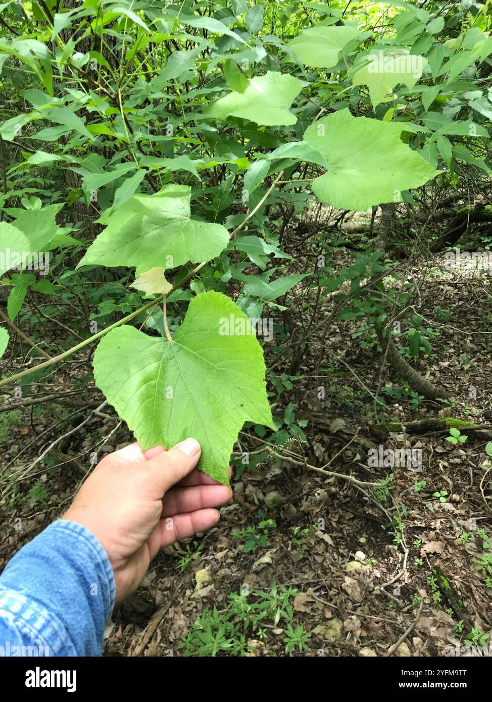 graybark grape (Vitis cinerea Stock Photo - Alamy