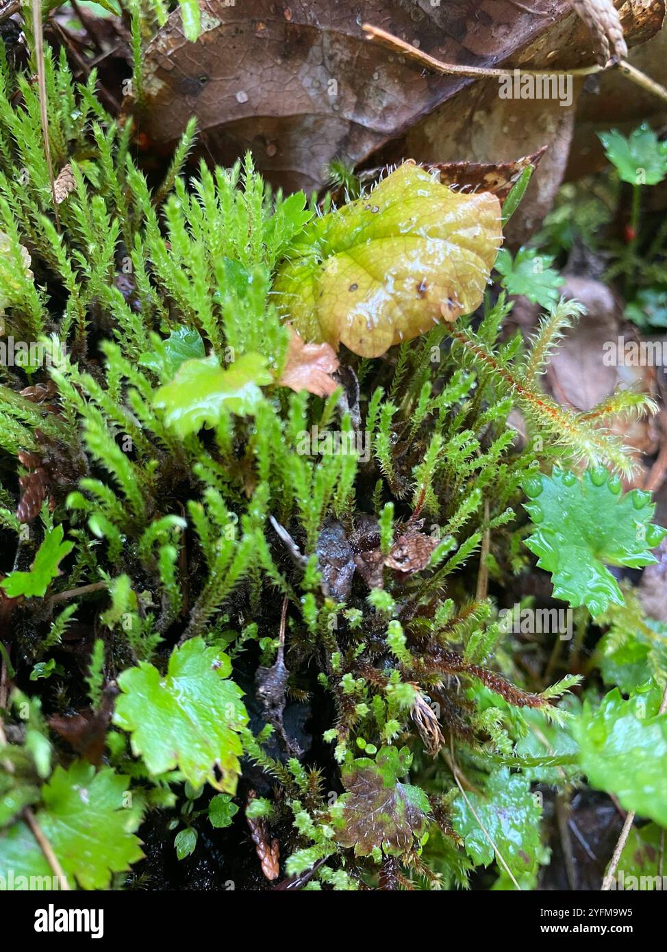 ribbed bog moss (Aulacomnium palustre Stock Photo - Alamy