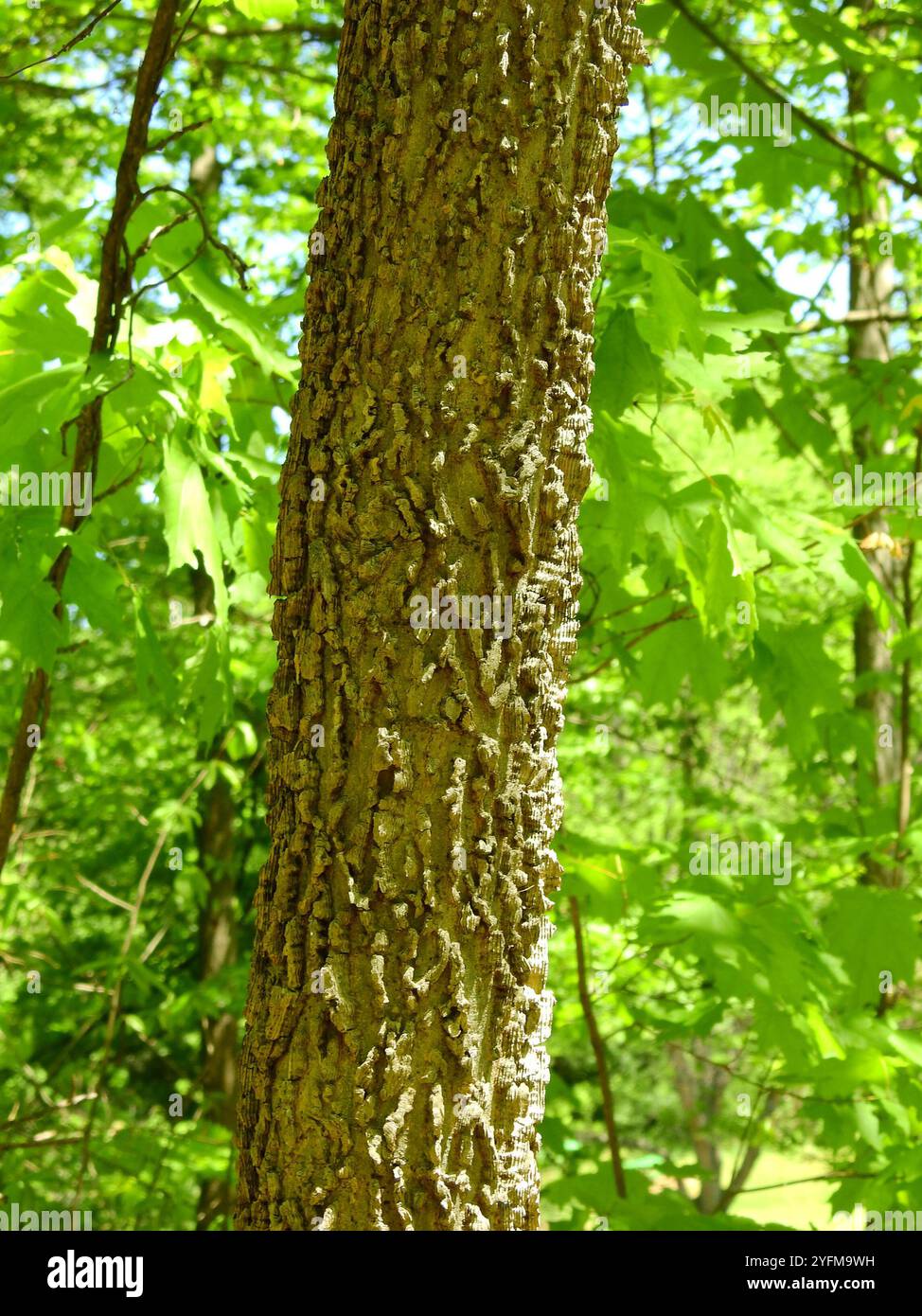 common hackberry (Celtis occidentalis Stock Photo - Alamy