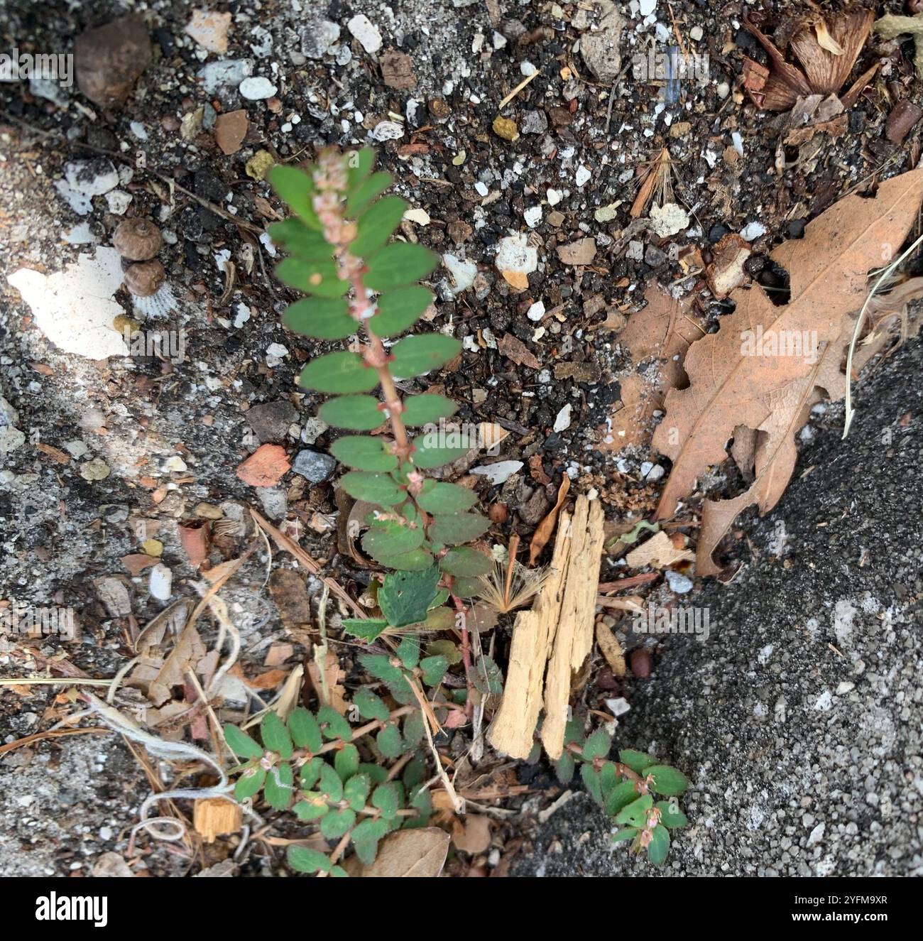 Euphorbia thymifolia hi-res stock photography and images - Alamy